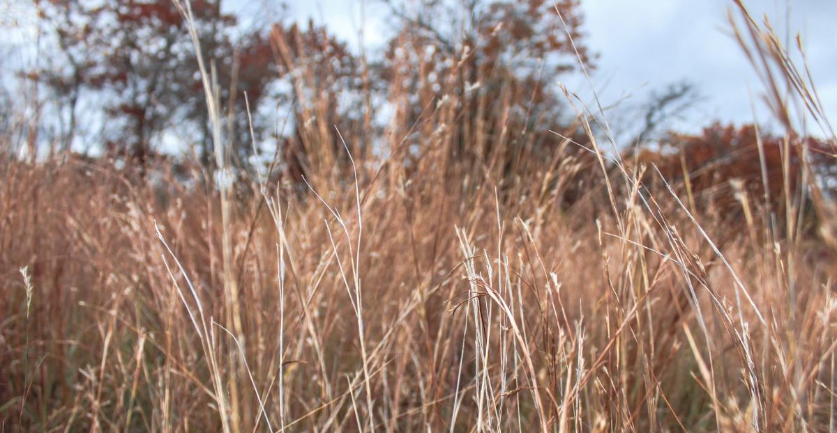 Grass Slashing Resumes on South Eastern Freeway - 5MU